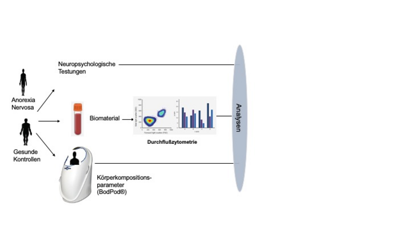 Charakterisierung von Immunveränderungen bei Anorexia Nervosa: UKM ...